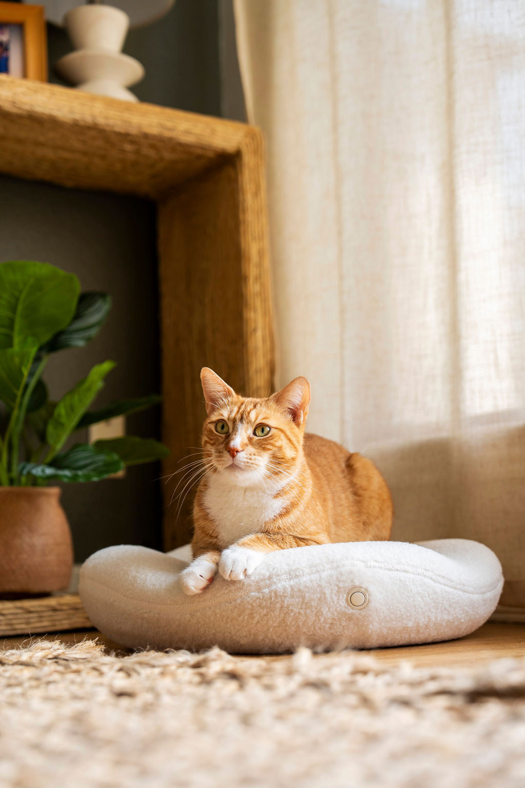 Launching in the US, Knead Introduces World's First Therapeutic Cat Be ...