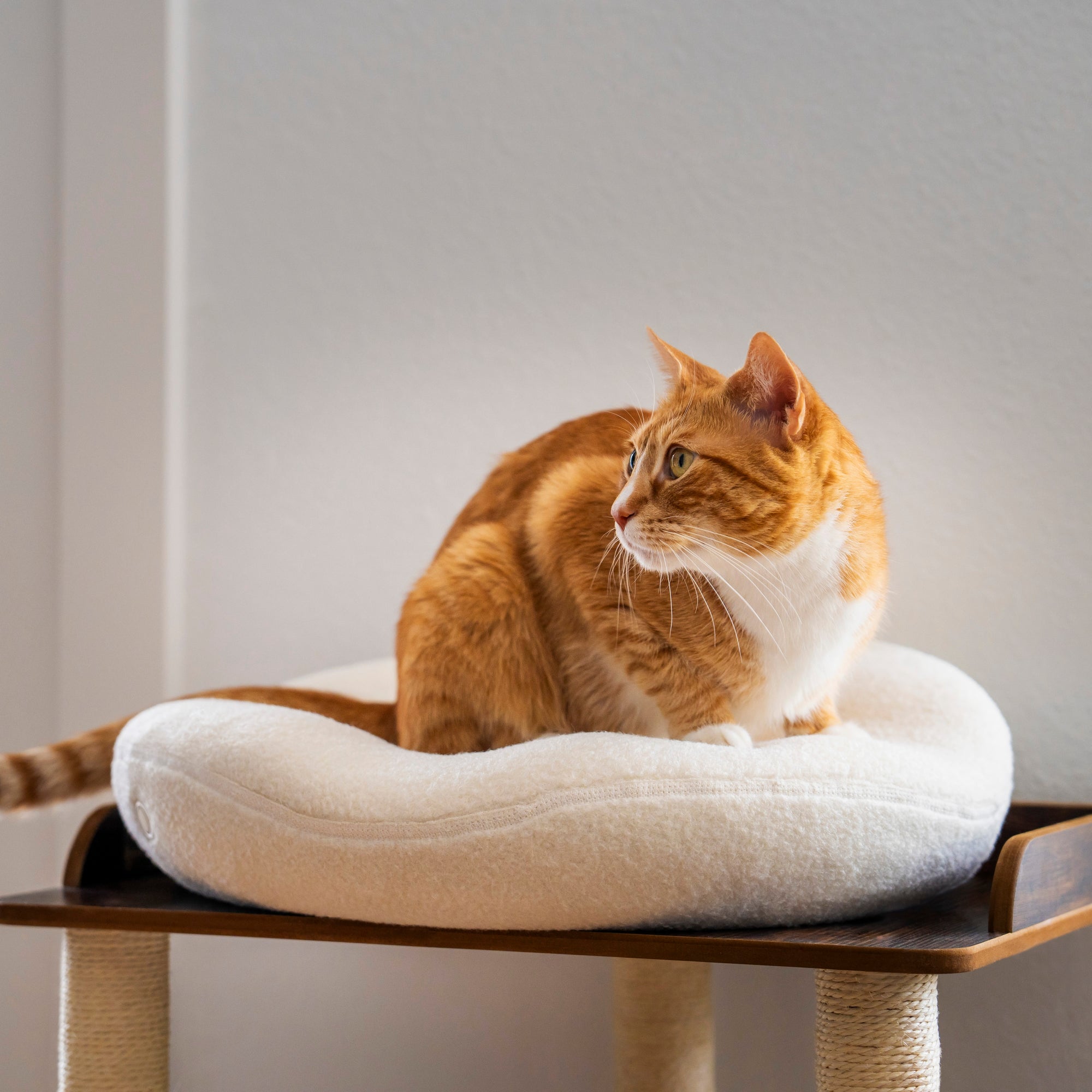 Therapeutic Heated Cat Bed by Knead Cats - Orthopedic & Nano-Heated